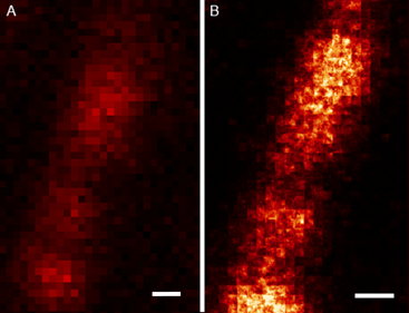 New tools for dynamic analysis and molecular mapping of the brain – MIT ...
